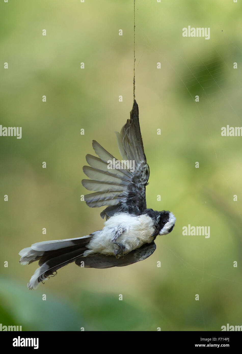 Fantail bird hi-res stock photography and images - Alamy