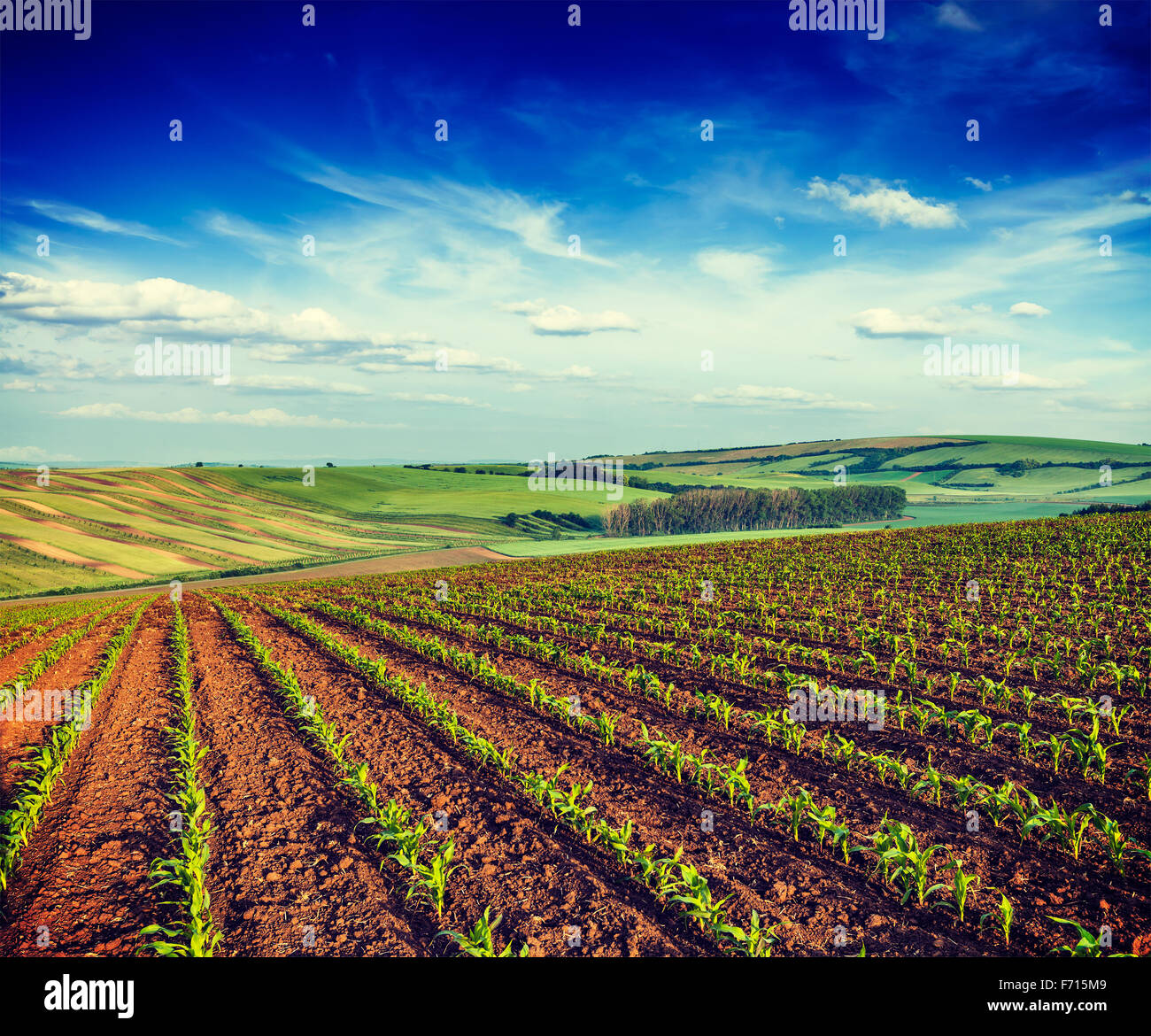 Rolling fields of Moravia Stock Photo - Alamy