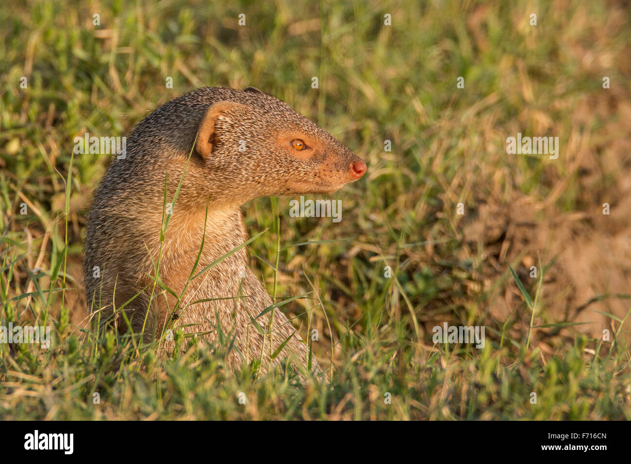 Indian grey mongoose (Urva edwardsii Stock Photo - Alamy