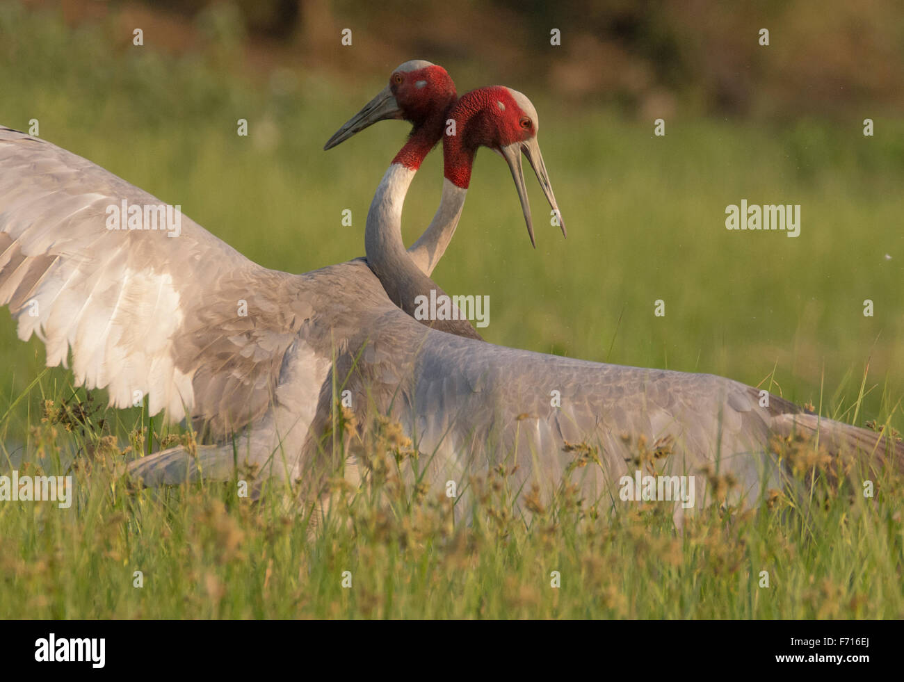 Sarus Cranes (Grus antigone) fighting at Thol bird sanctuary, Gujarat ...