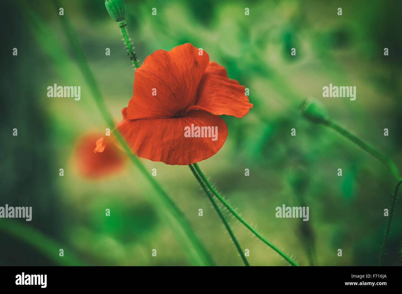 Poppy in a field Stock Photo - Alamy