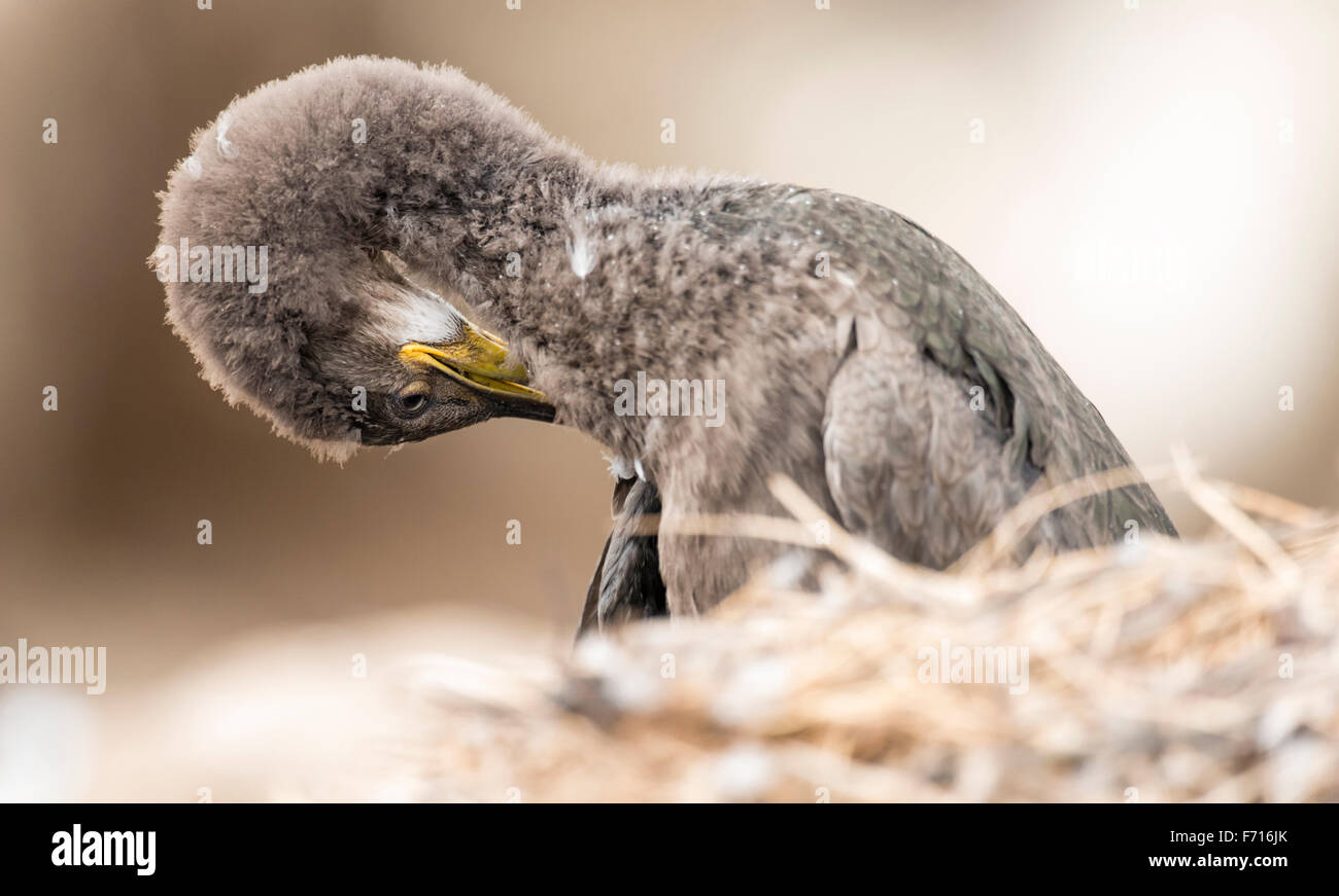 Shag Chick in the Nest at the Farne Islands Stock Photo - Alamy