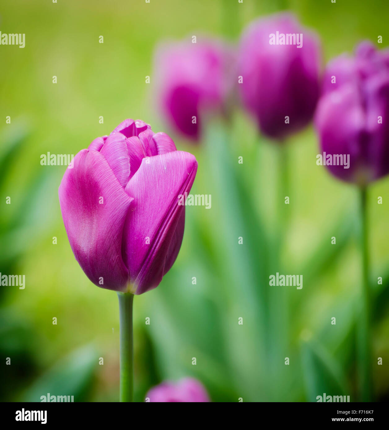 Violet tulip flowers Stock Photo - Alamy