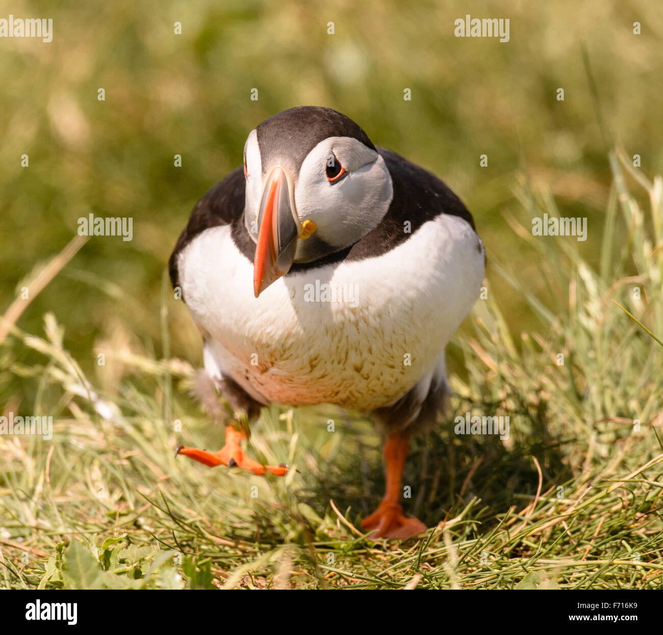 Puffin at the Farne Islands Stock Photo - Alamy