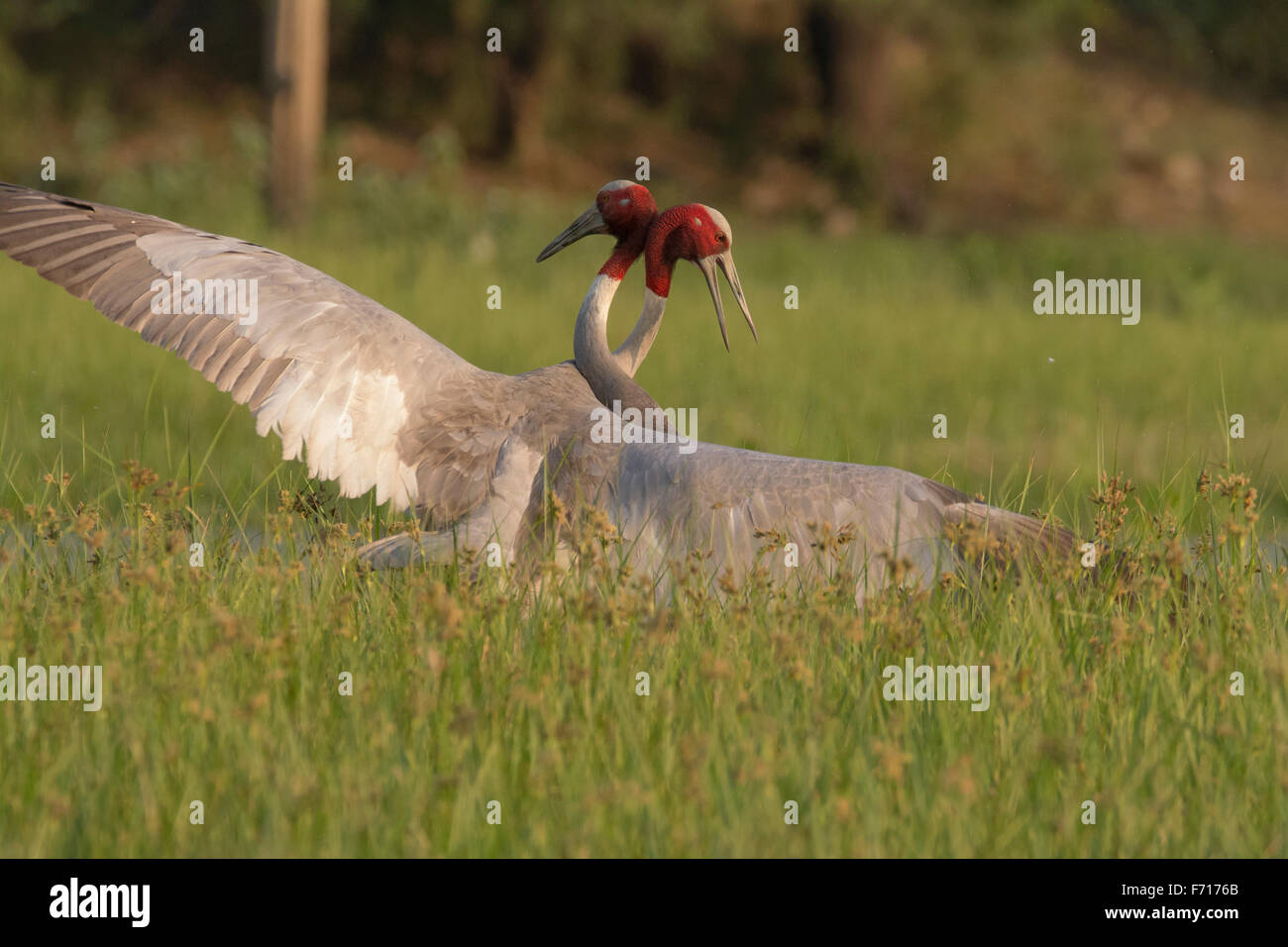 Attack of the cranes hi-res stock photography and images - Alamy