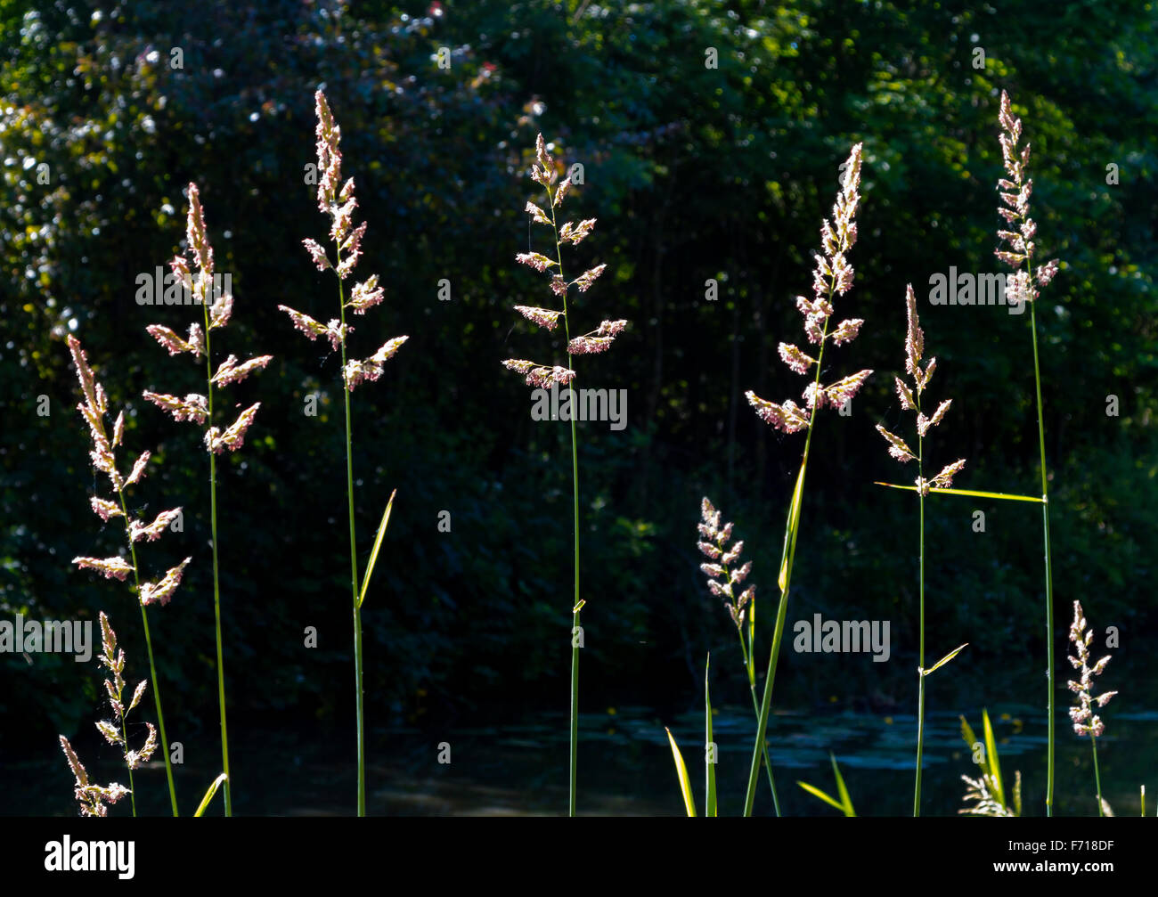 Backlit growing plants hi-res stock photography and images - Alamy