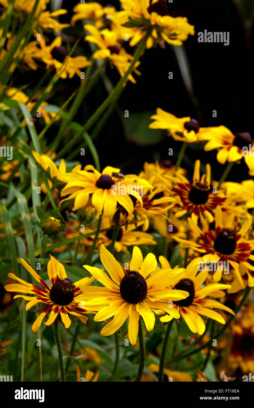 Yellow flowers in a garden in summer Stock Photo - Alamy