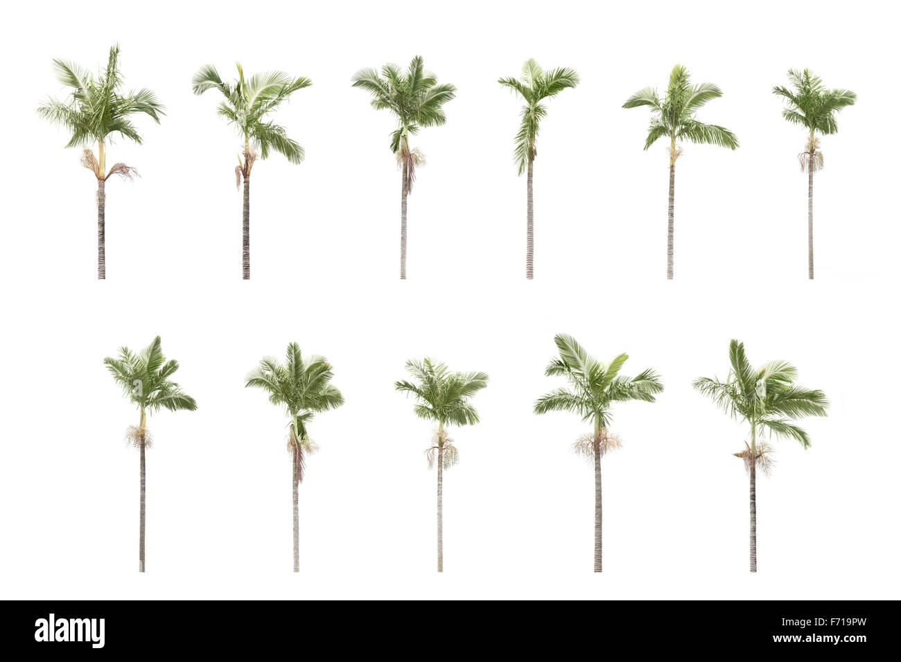 Panorama shoot for two group of palm trees isolated on white background ...