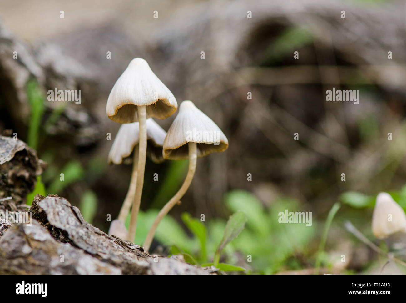 Mycena haematopus bleeding fairy helmet, growing on bark of dead oak ...