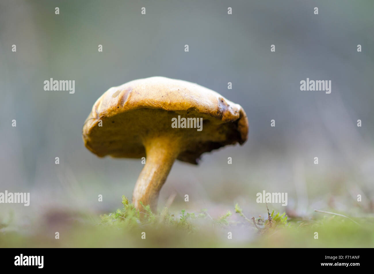 Peppery bolete hi-res stock photography and images - Alamy