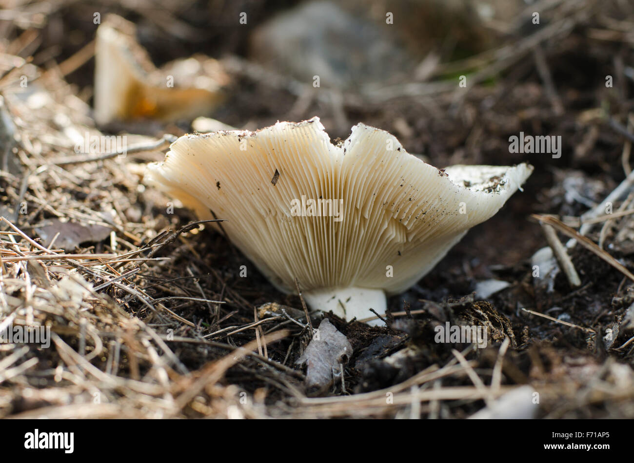 Milk cap mushroom hi-res stock photography and images - Alamy