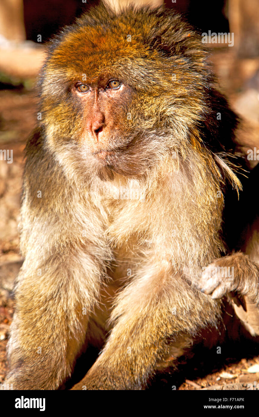 old monkey in africa morocco and natural background fauna close up ...
