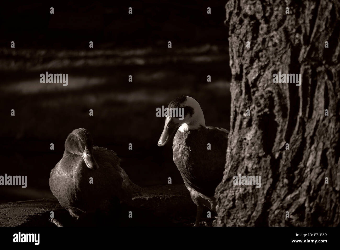 Sharp Ducks High Resolution Stock Photography and Images - Alamy