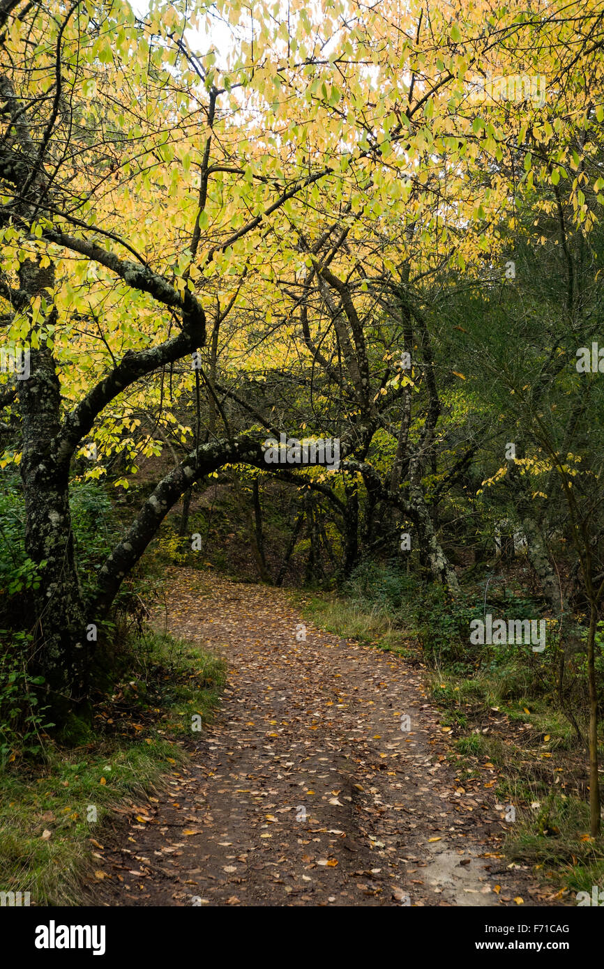 Path Inside Mixed deciduous forest, wood, woods in autumn, Spain Stock ...
