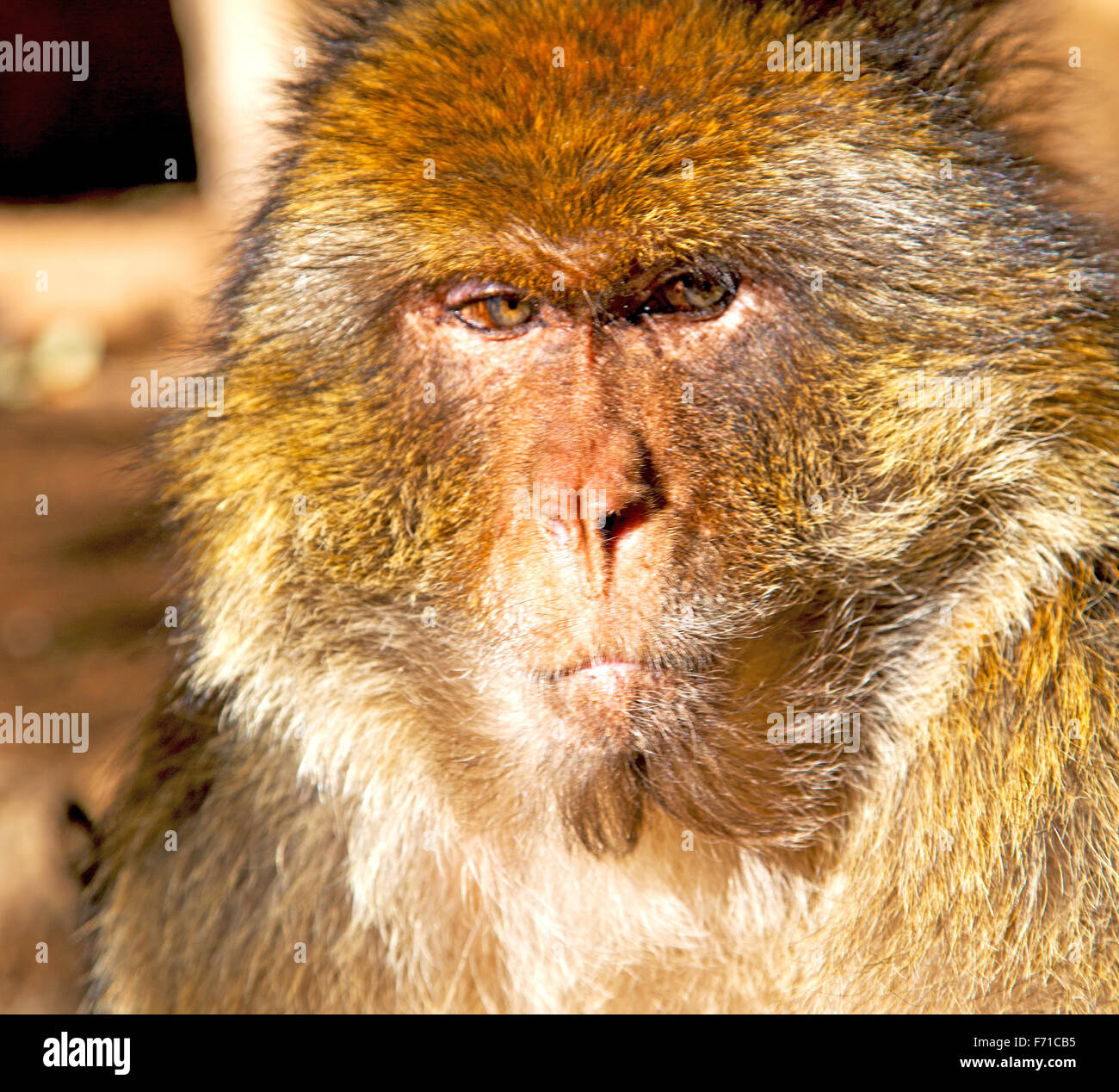 old monkey in africa morocco and natural background fauna close up ...