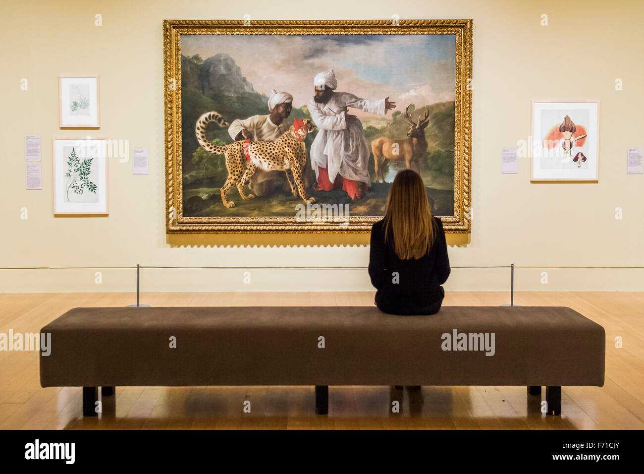 Indian cheetah hi-res stock photography and images - Alamy