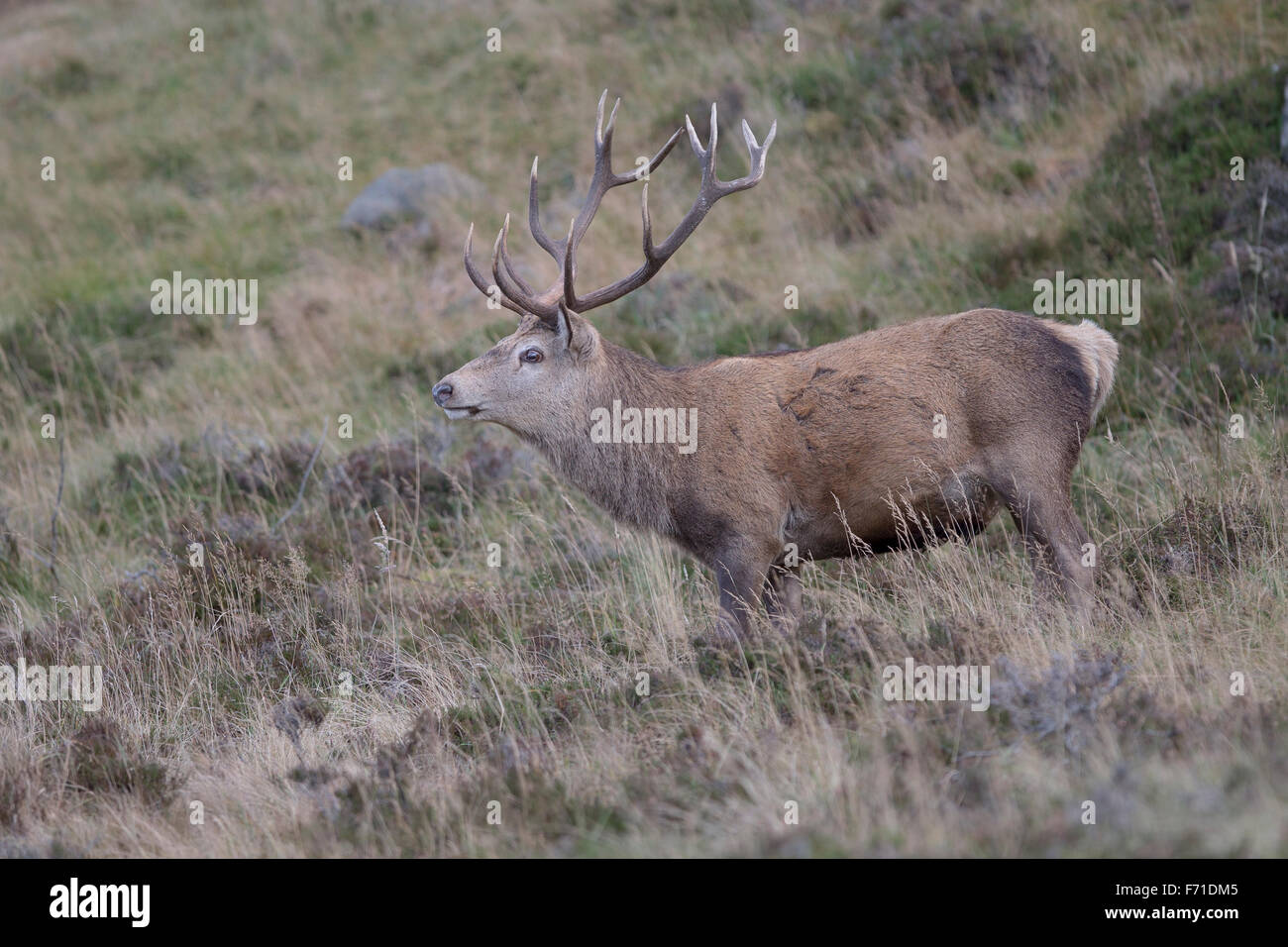 Balmoral estate deer hi-res stock photography and images - Alamy