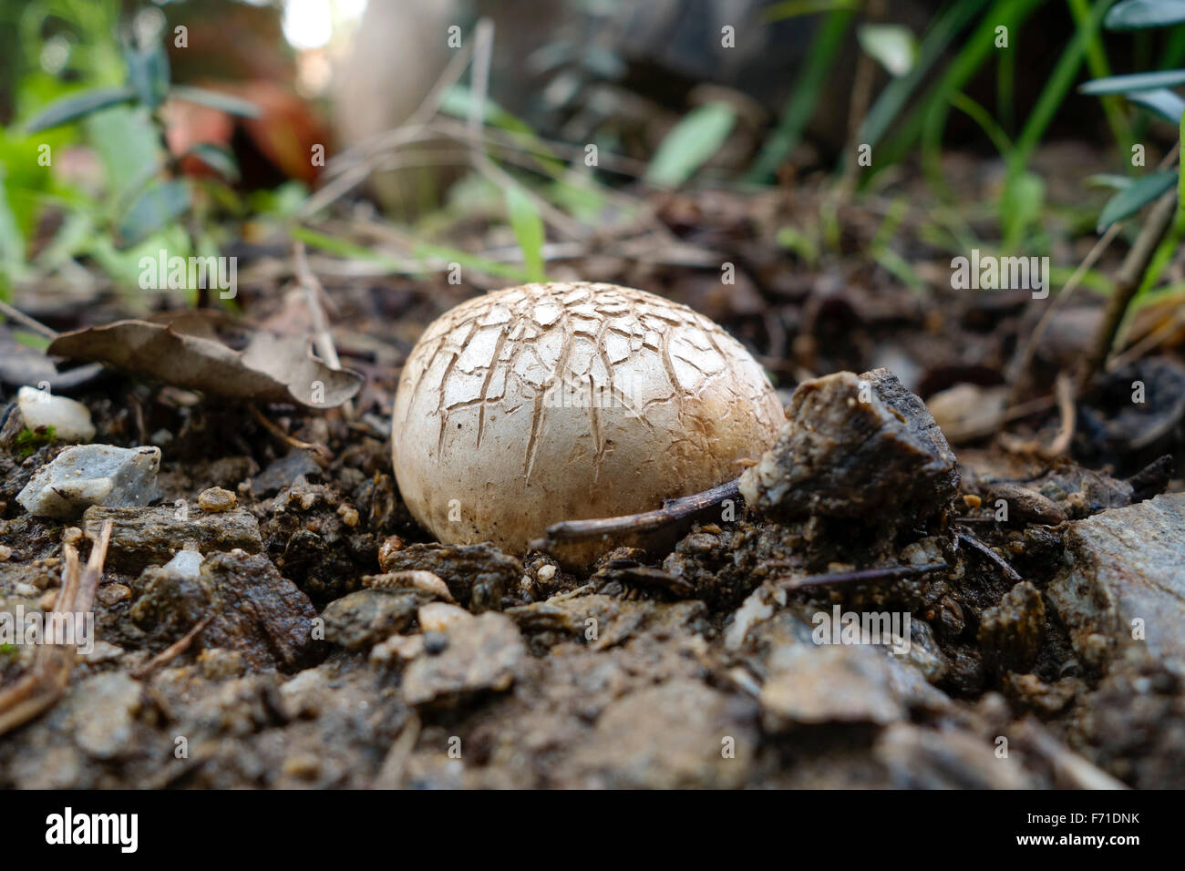 Scleroderma citrinum, common earthball, puffball, mushroom growing in ...