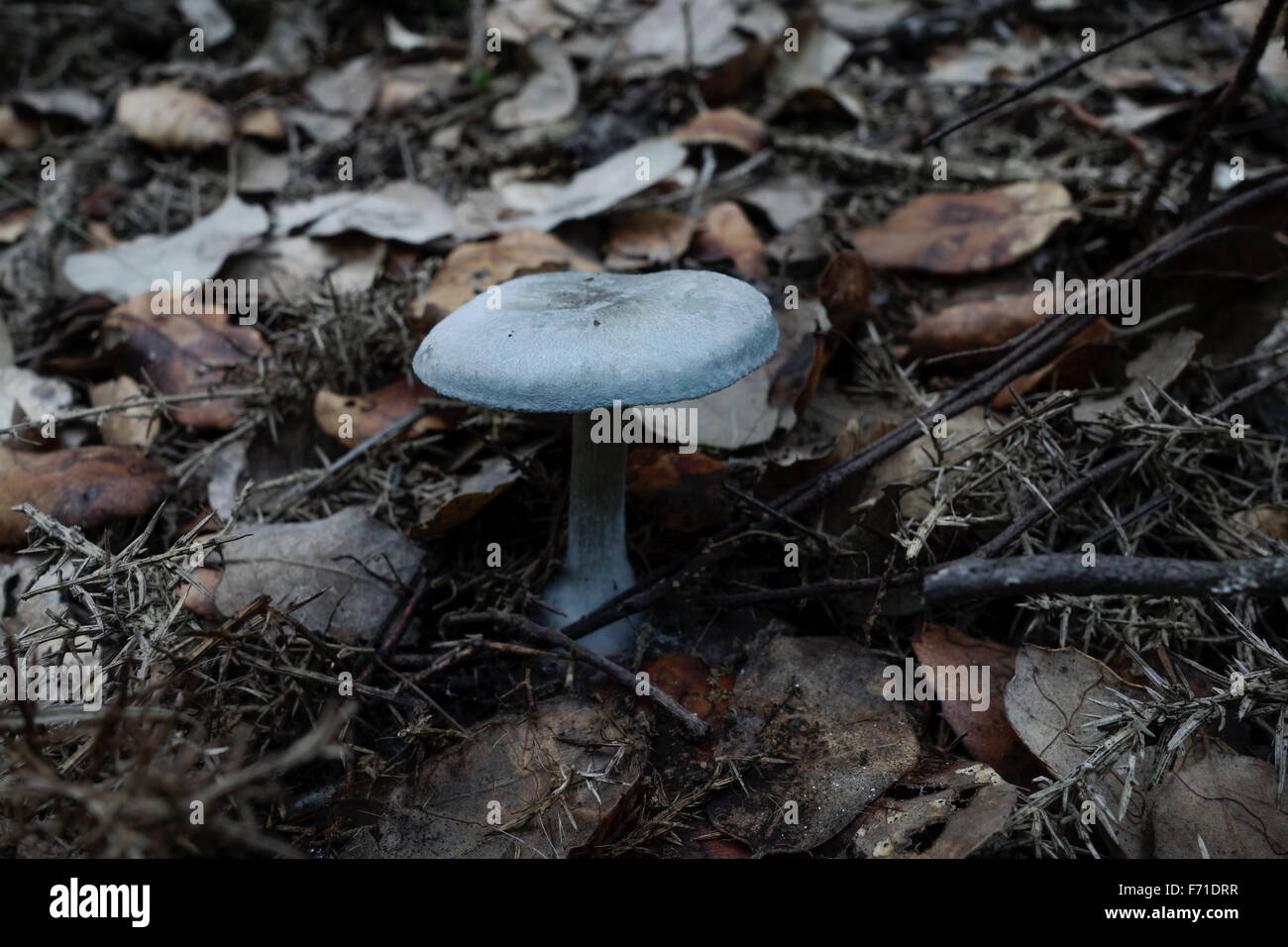Wild mushroom Aniseed Toadstool, clitocybe odora, growing in forest ...