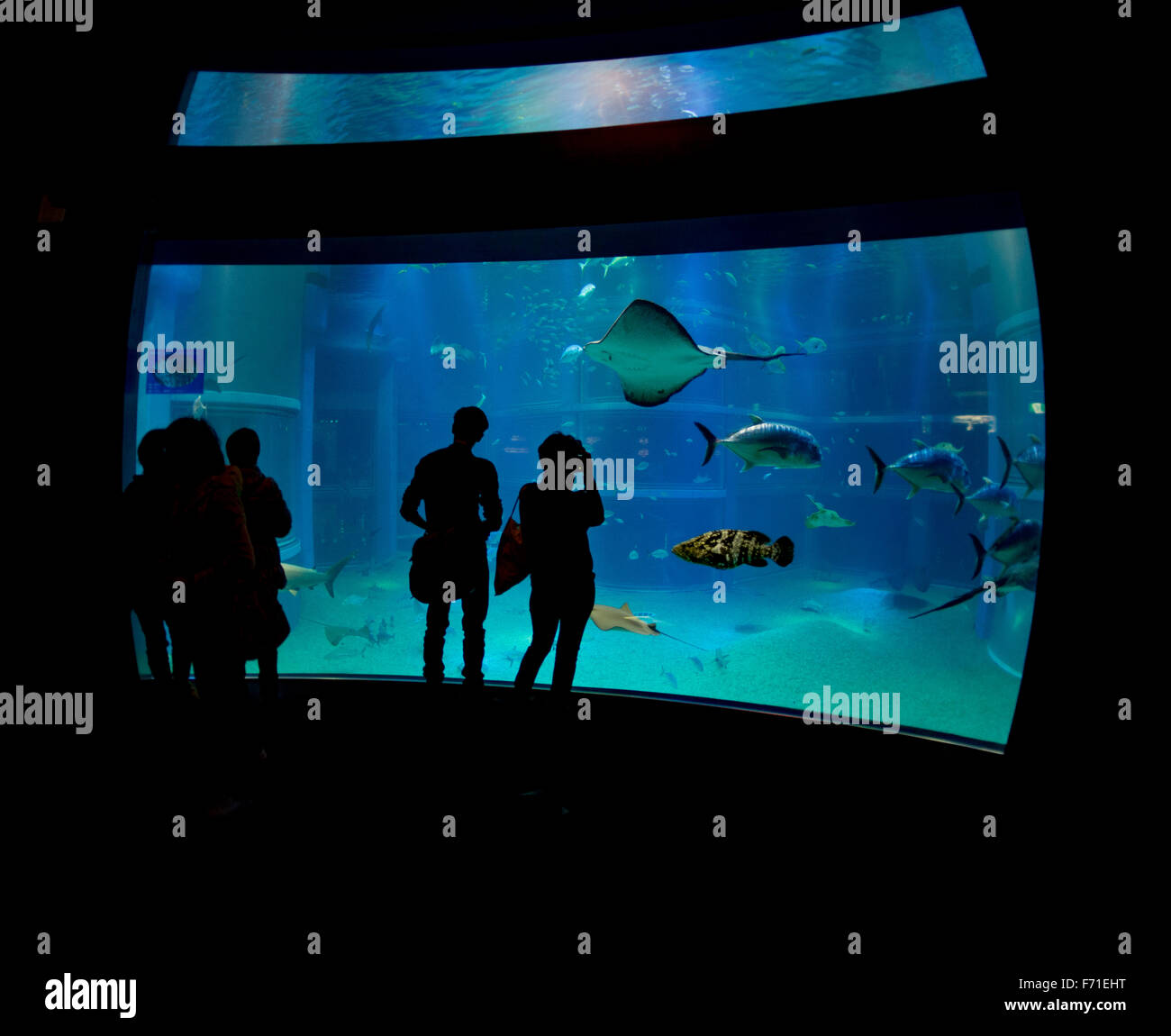 Japan aquarium hi-res stock photography and images - Alamy