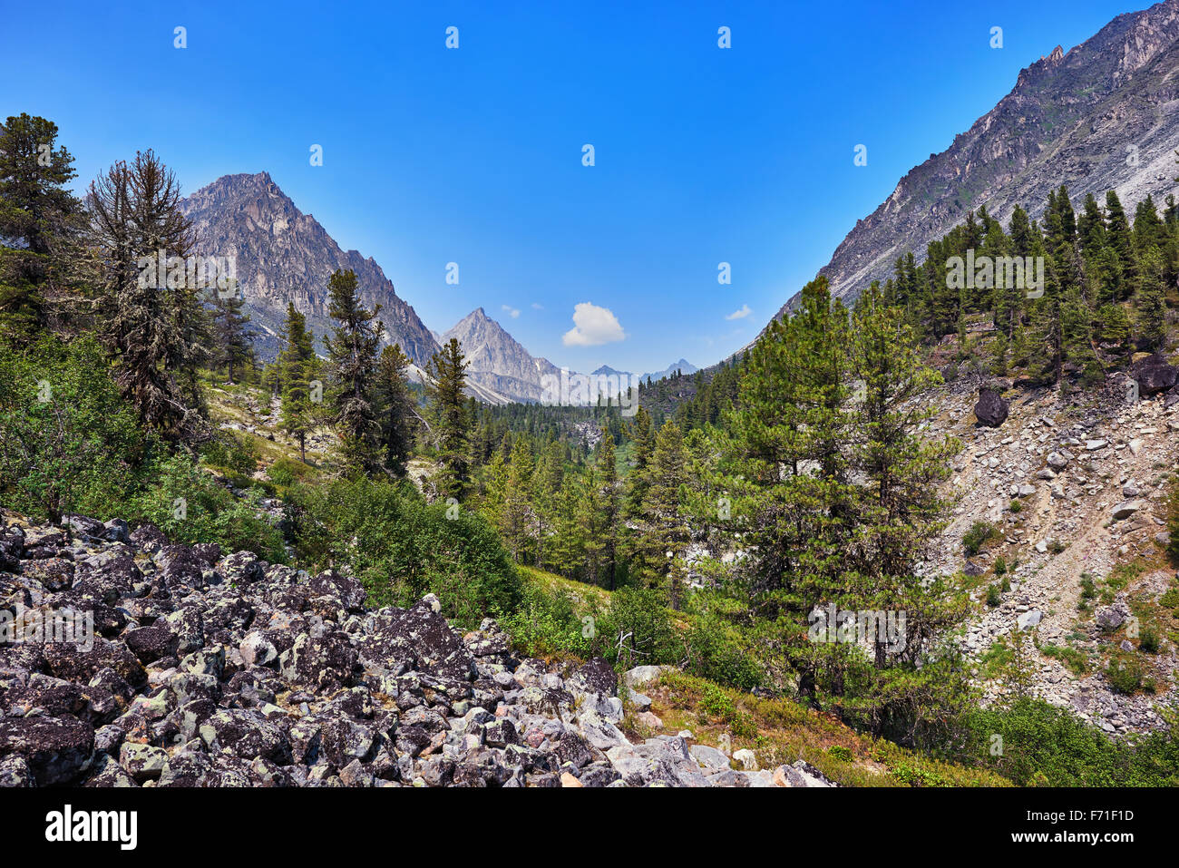 Mountain woodland scenery. Eastern Siberia. Sayan mountains. July Stock ...