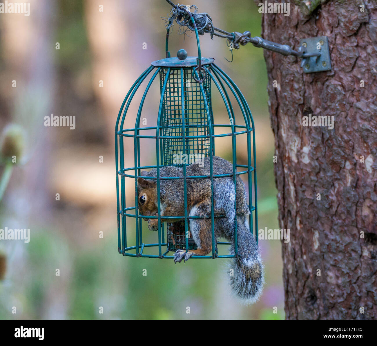 Cute little bird feeder hi-res stock photography and images - Alamy