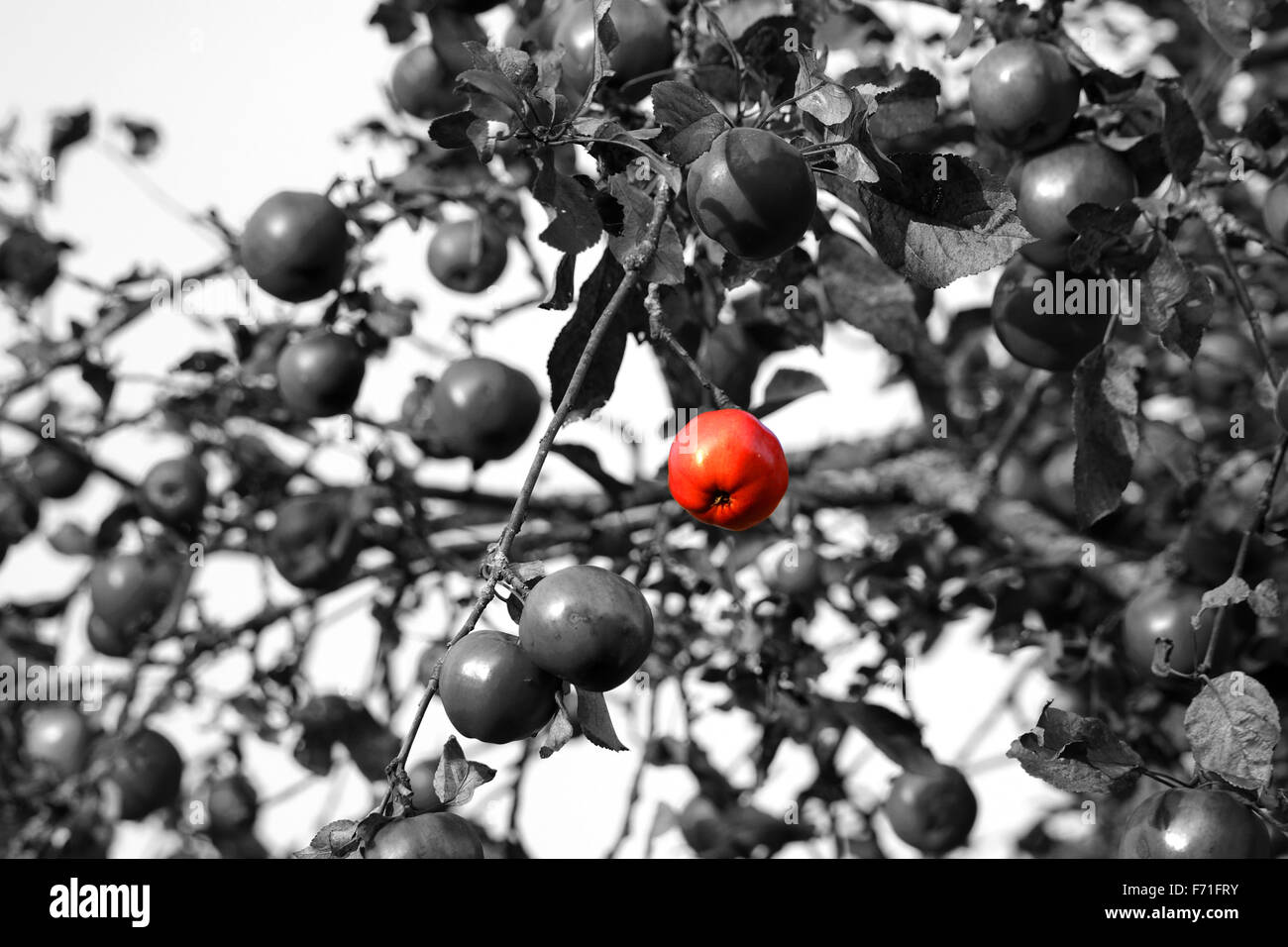 grey apples with one red bright standing out from the crowd Stock Photo ...