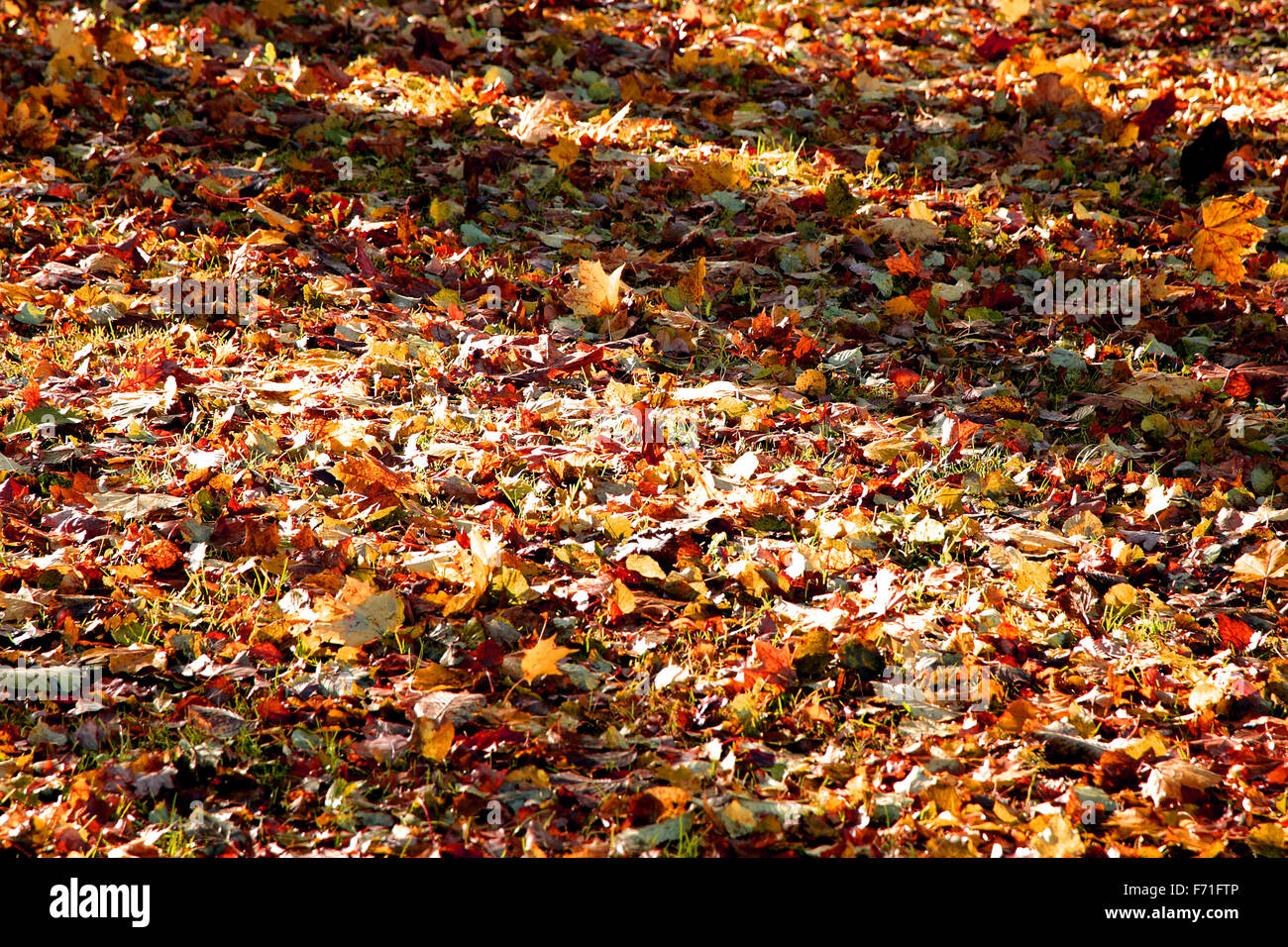 Lighted leaves hi-res stock photography and images - Alamy
