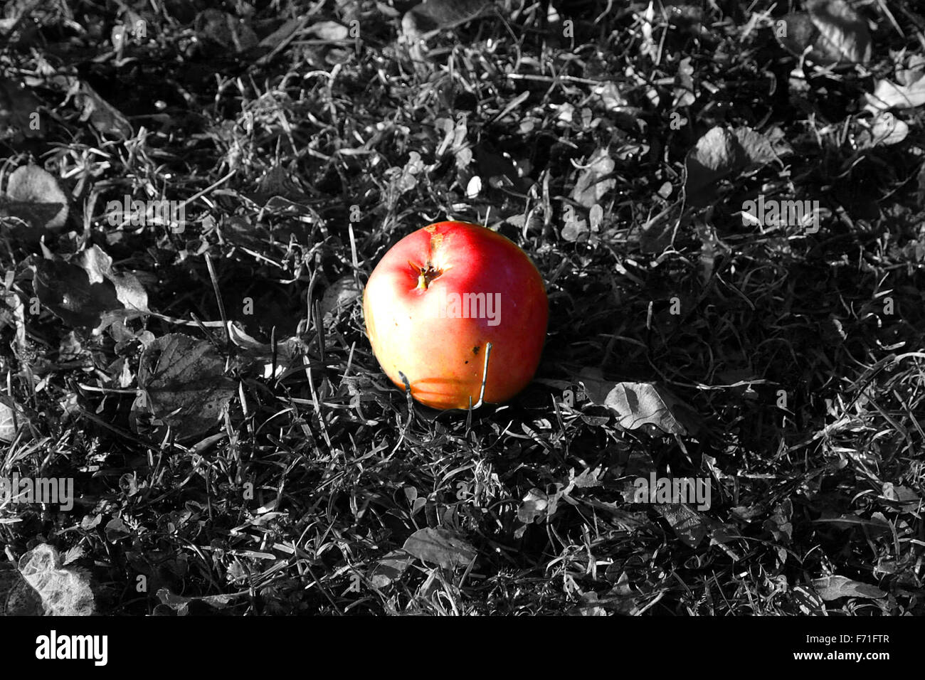 Grey fruit hi-res stock photography and images - Alamy