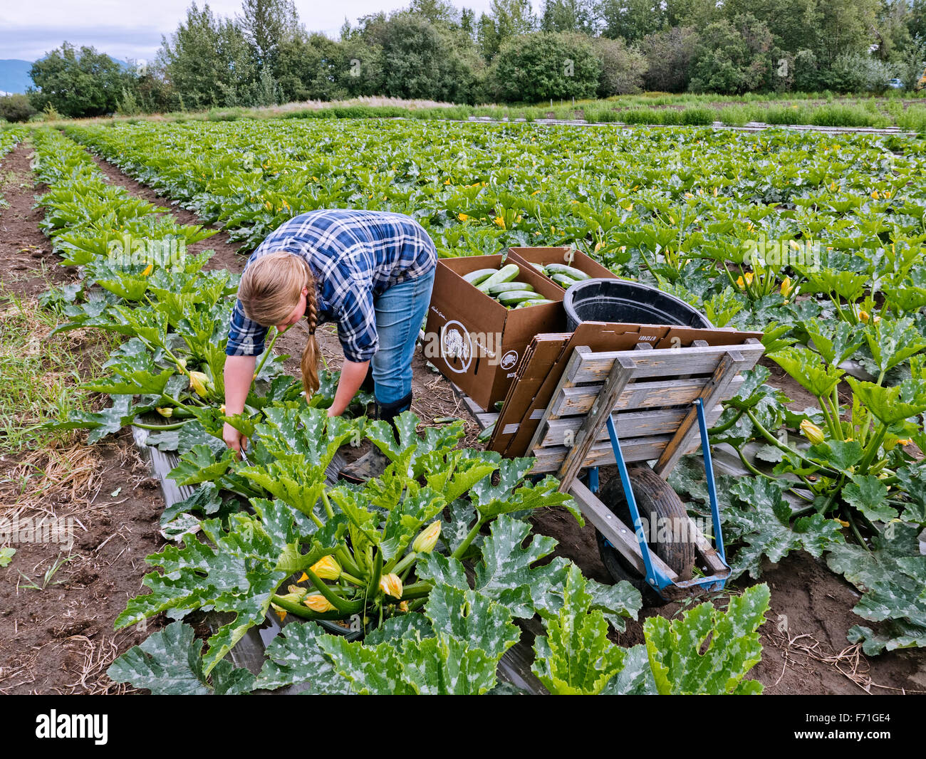 Farmer harvesting mature zucchini vegetable Stock Photo - Alamy
