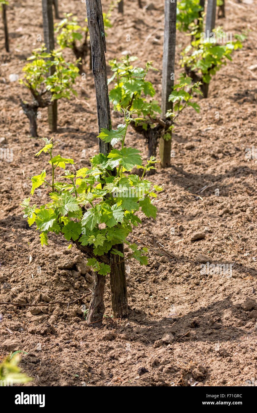 Young grape plant in spring Stock Photo - Alamy