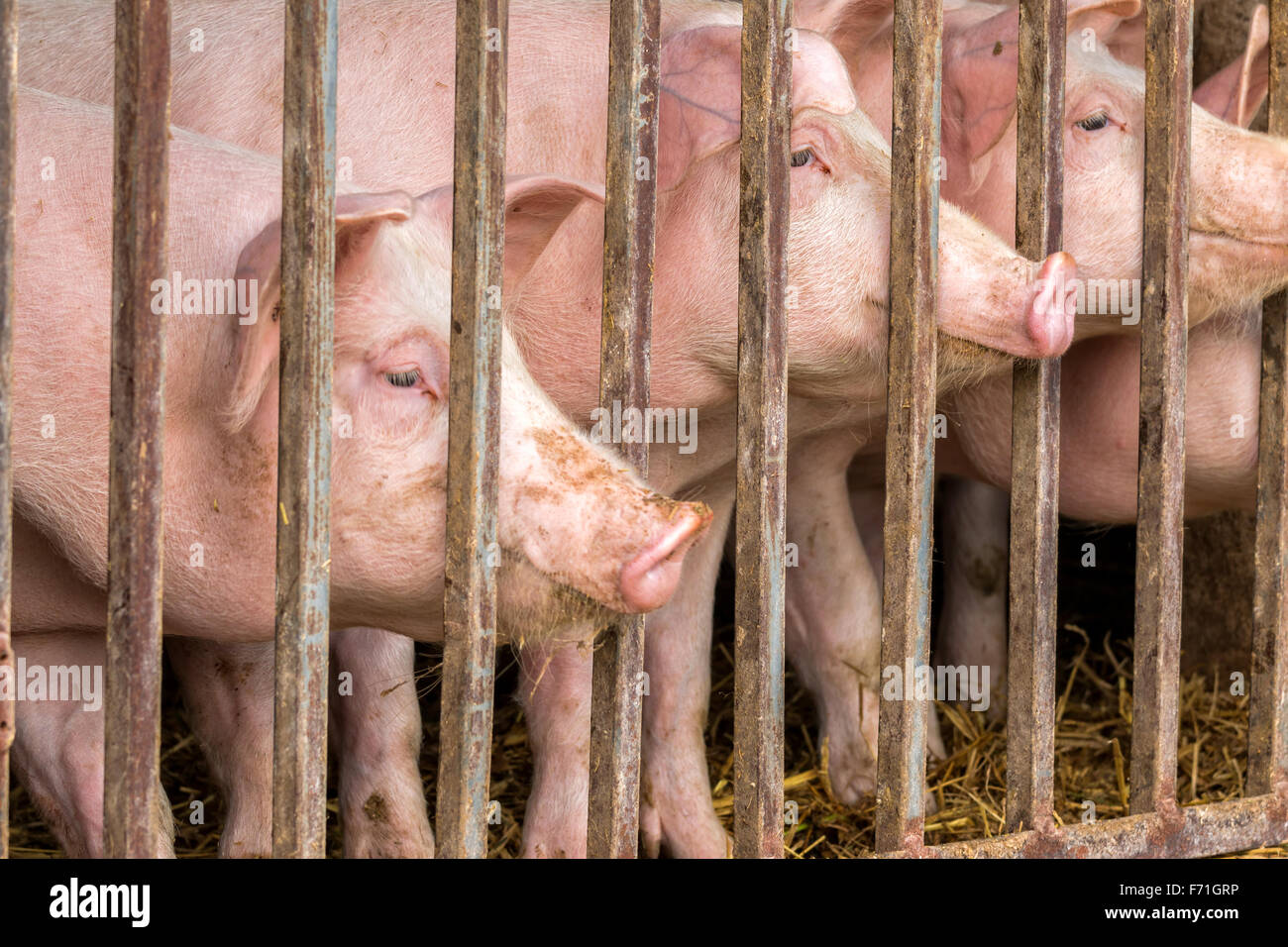 Pig behind bars hi-res stock photography and images - Alamy