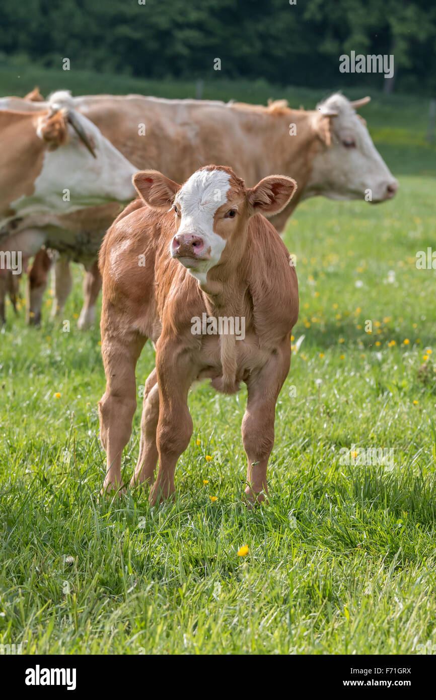 Young curious calf looks at the photographer Stock Photo - Alamy