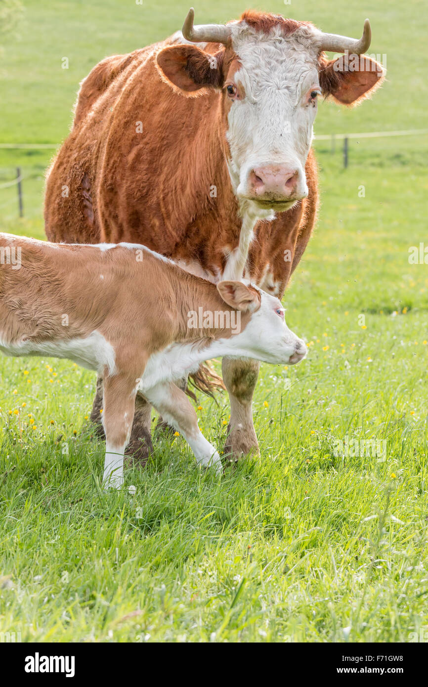Hungarian cows family in the pasture Stock Photo - Alamy