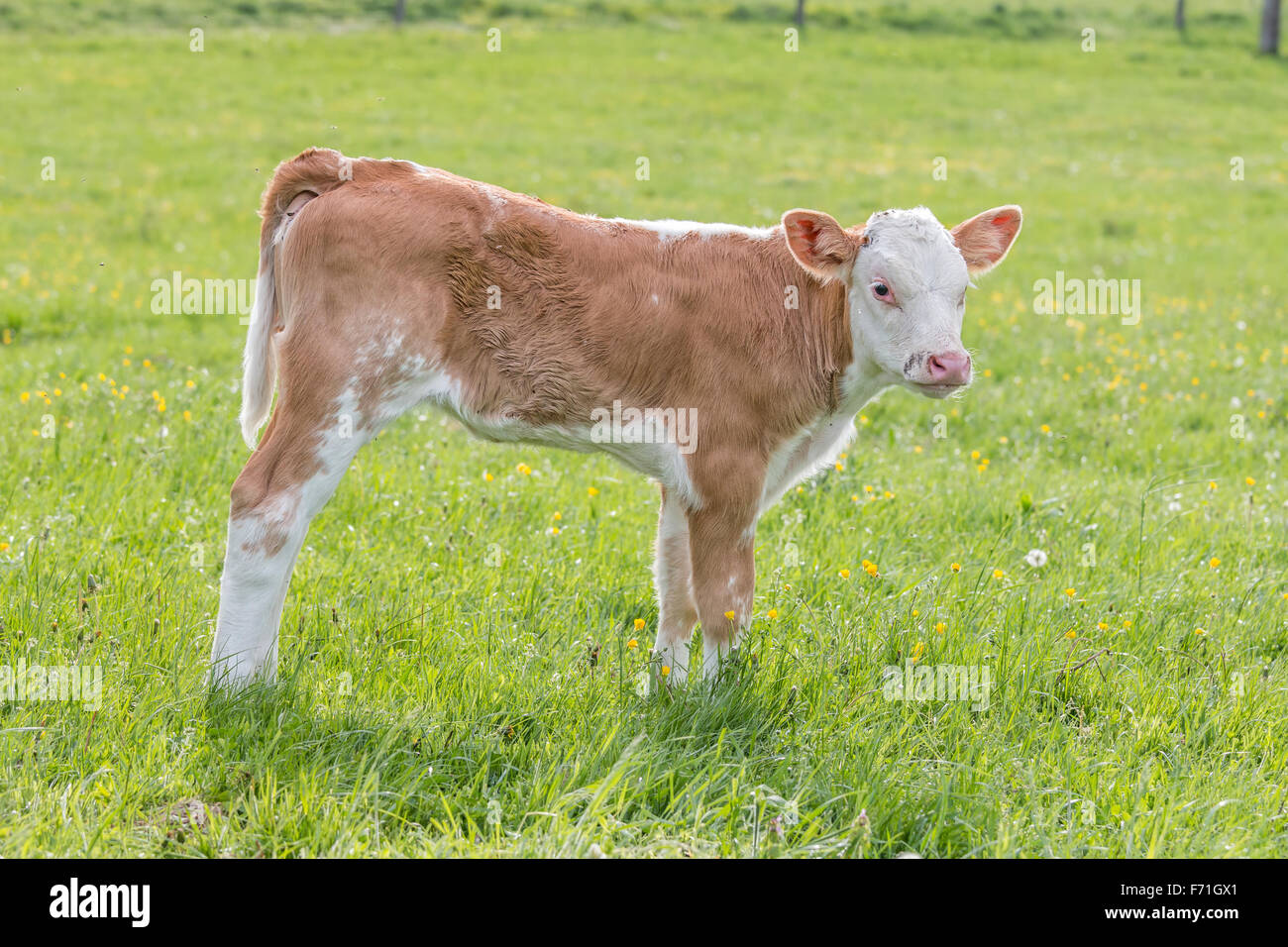 Young curious calf looks at the photographer Stock Photo - Alamy
