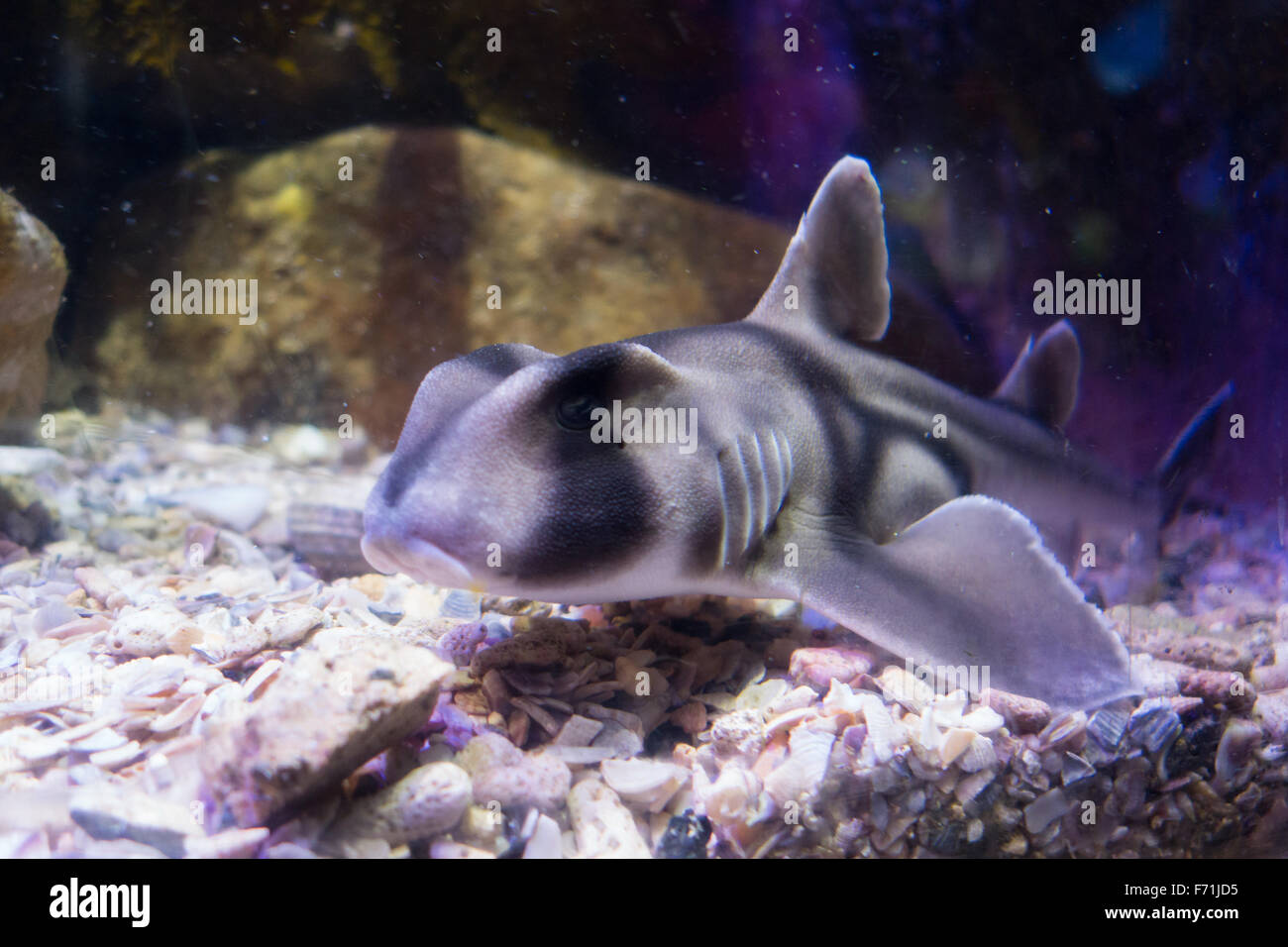 Arabian Bamboo Shark