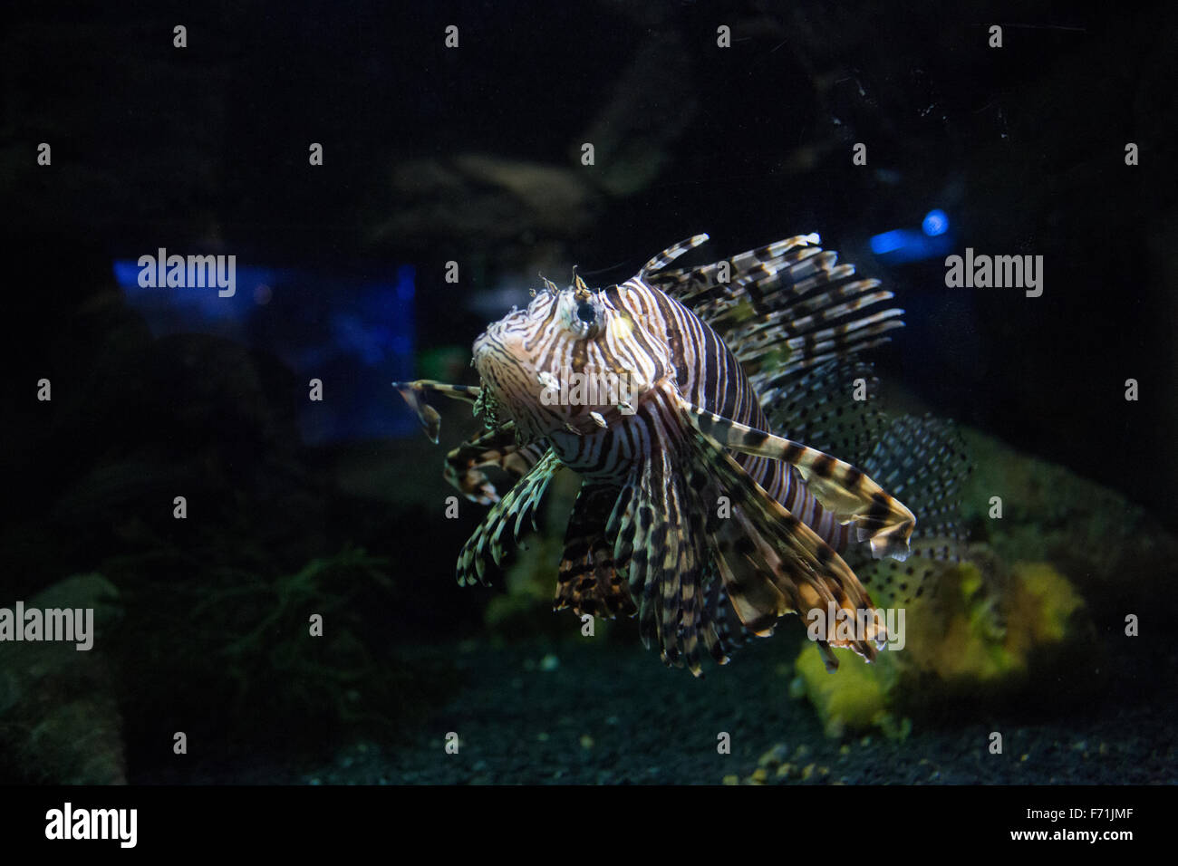 Lion fish hi-res stock photography and images - Alamy