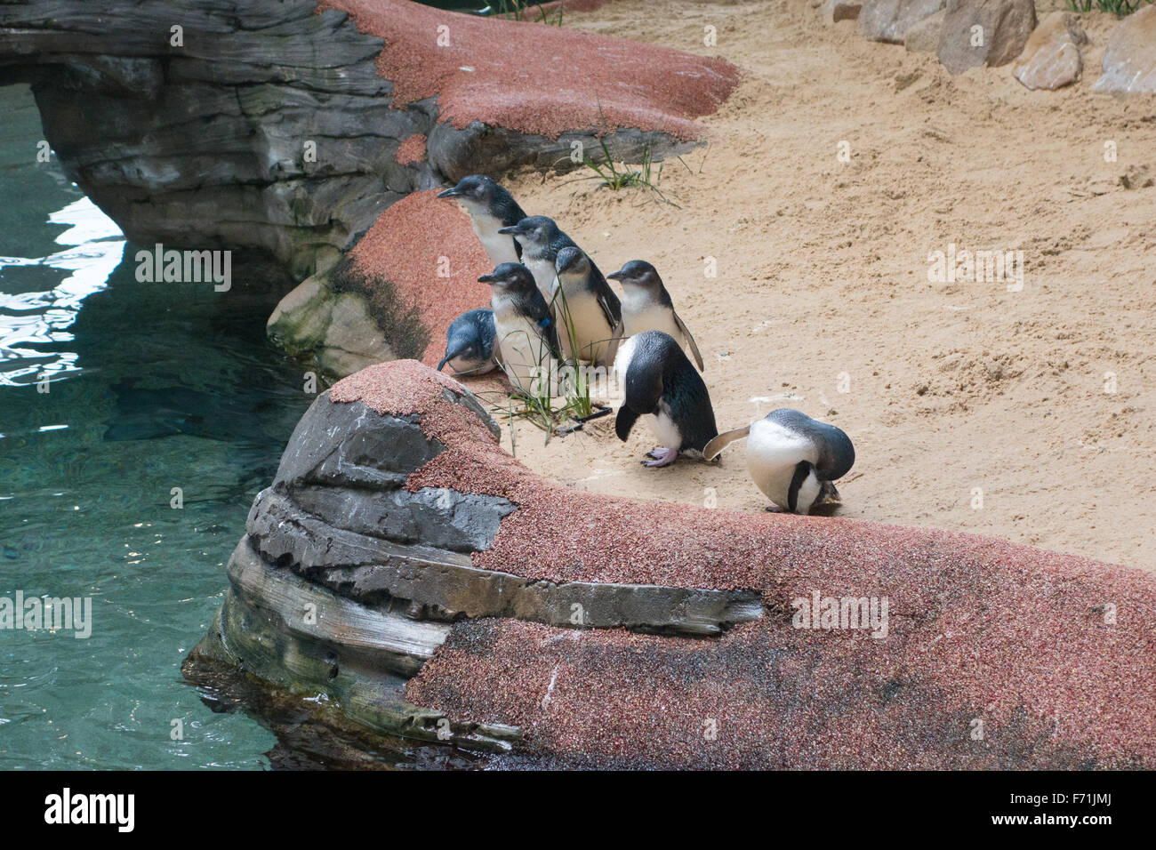 penguins inside Manly Sea Life Sanctuary Stock Photo - Alamy