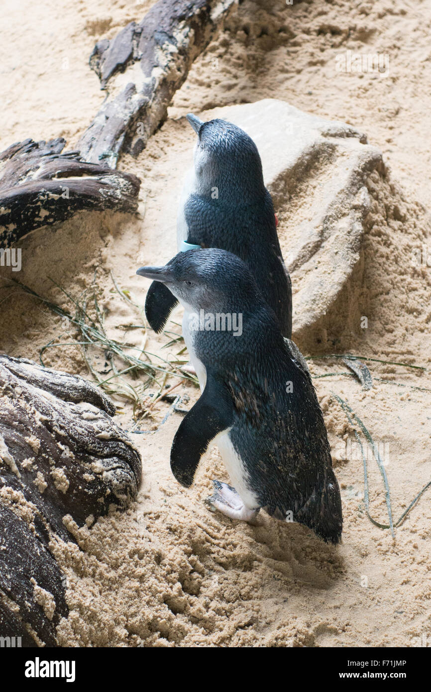 penguins inside Manly Sea Life Sanctuary Stock Photo - Alamy