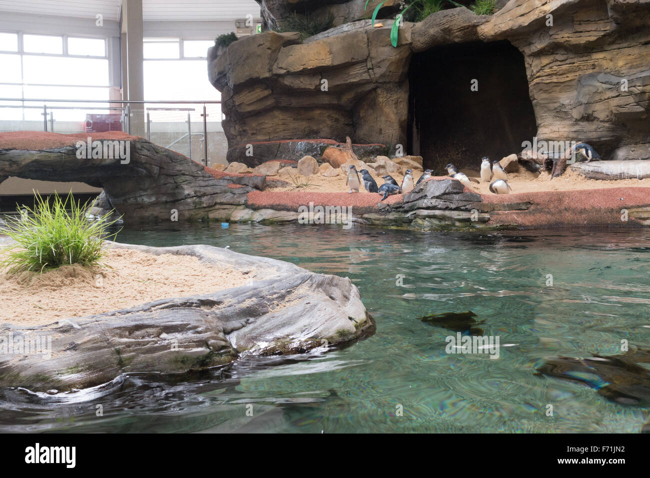 Manly Sea Life Sanctuary Stock Photo - Alamy