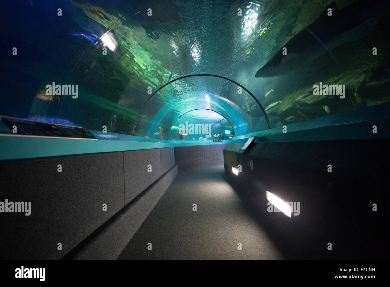 Inside the sea hi-res stock photography and images - Alamy