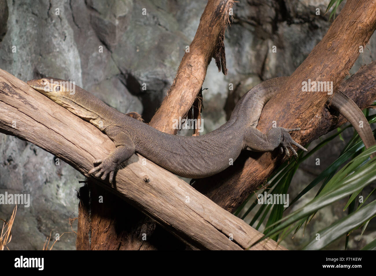 merten water monitor lizard Stock Photo - Alamy