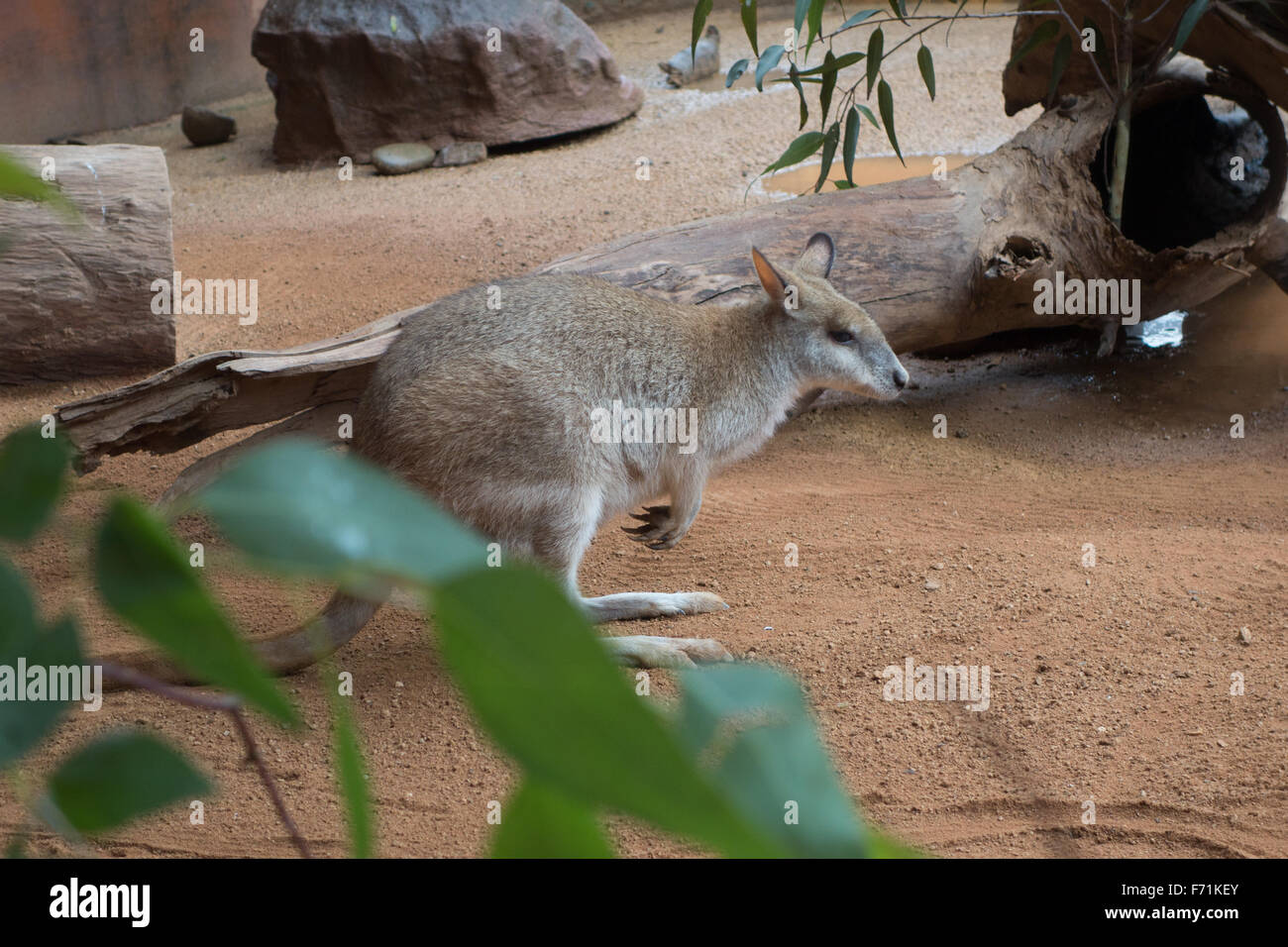 Wallaby Wildlife Sydney Zoo