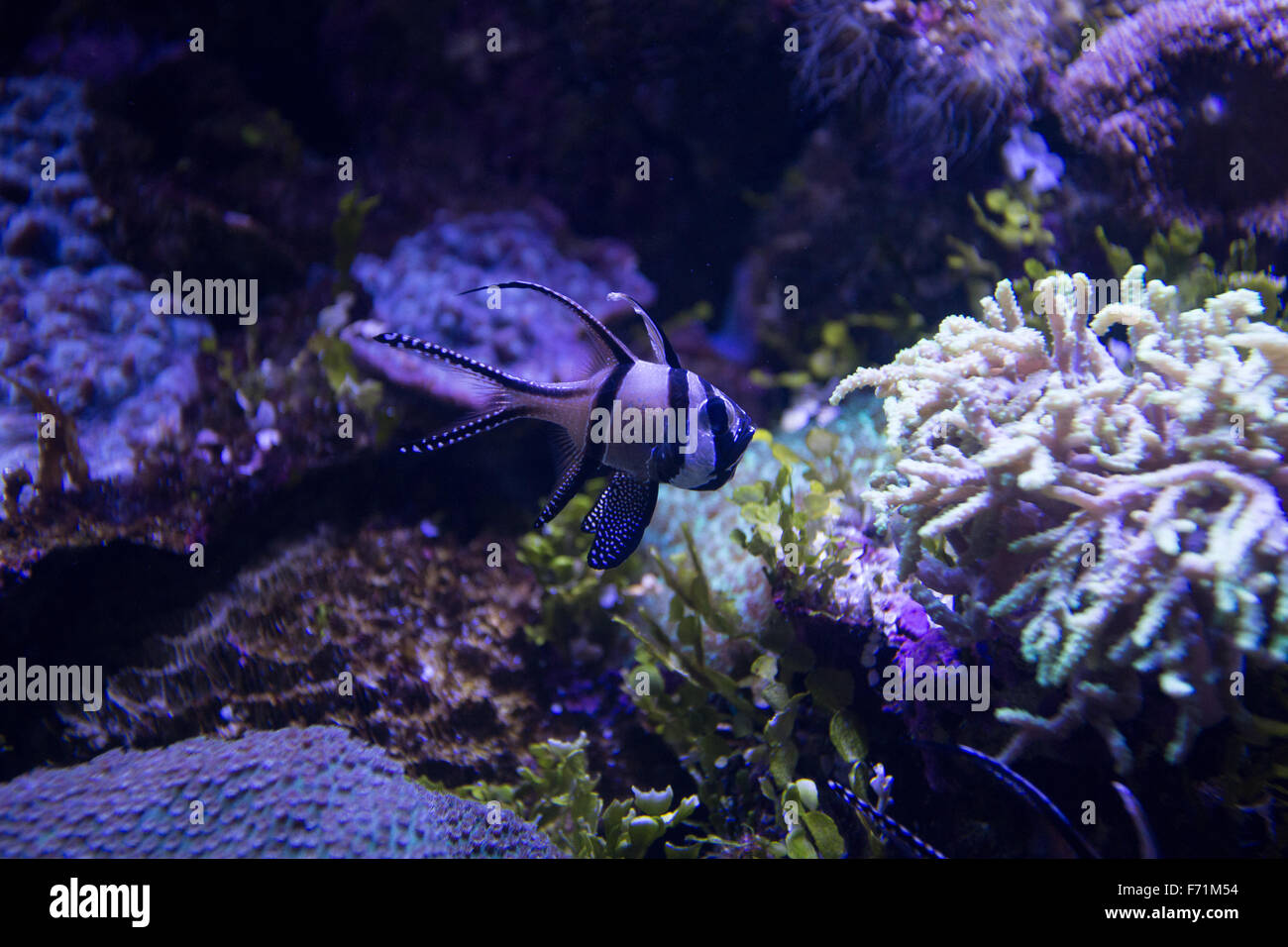 Banggai cardinalfish hi-res stock photography and images - Alamy