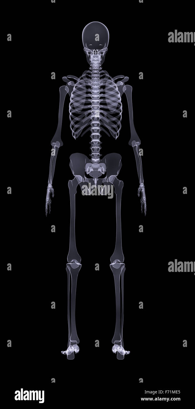 Human skeleton on black, rear view Stock Photo - Alamy
