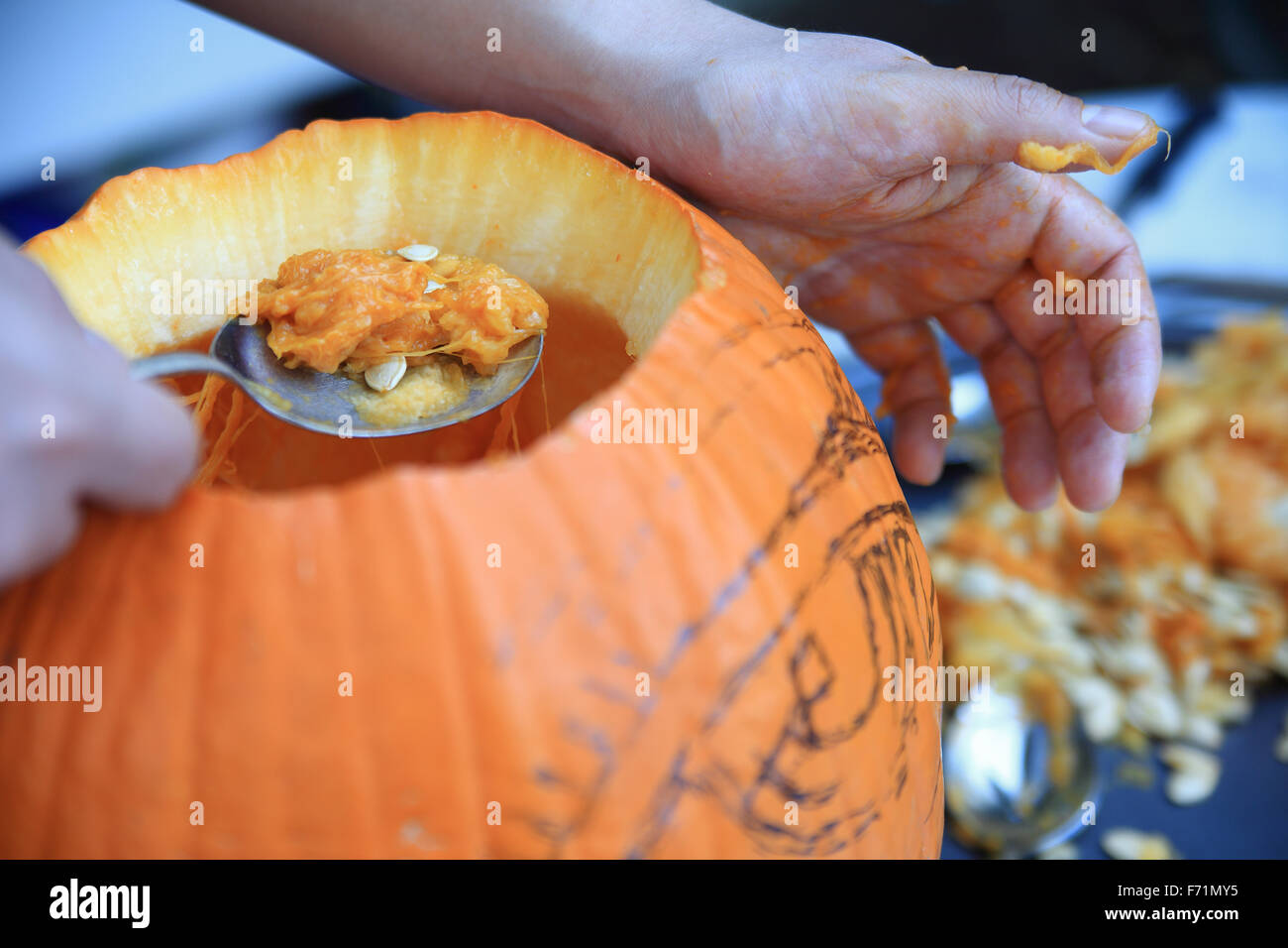 Scooping out seeds and other material from a pumpkin before carving ...