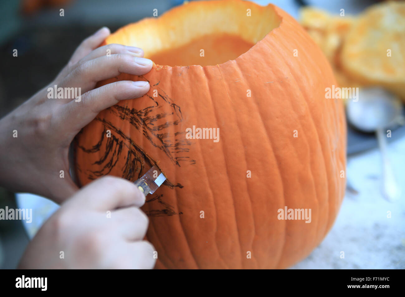 A man carves along the lines of his sketch on his jack o' lantern Stock ...