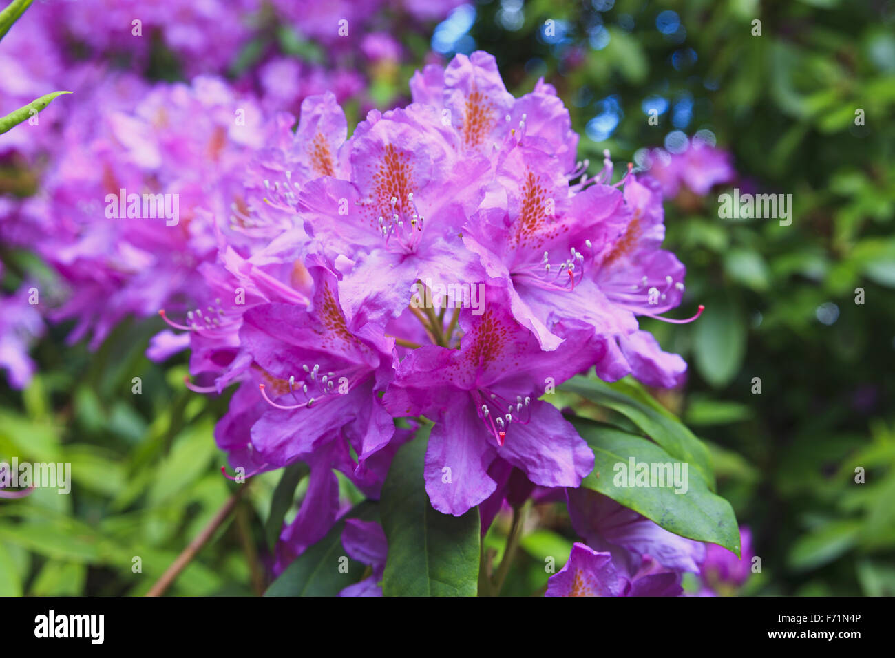 Shrubs Pink Rhododendron Shrub High Resolution Stock Photography and ...