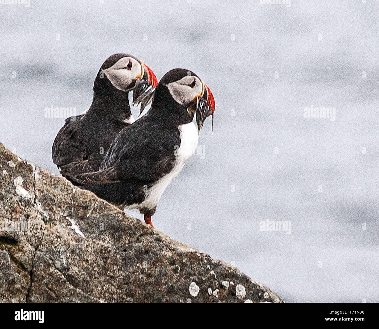 Member of puffin family hi-res stock photography and images - Alamy