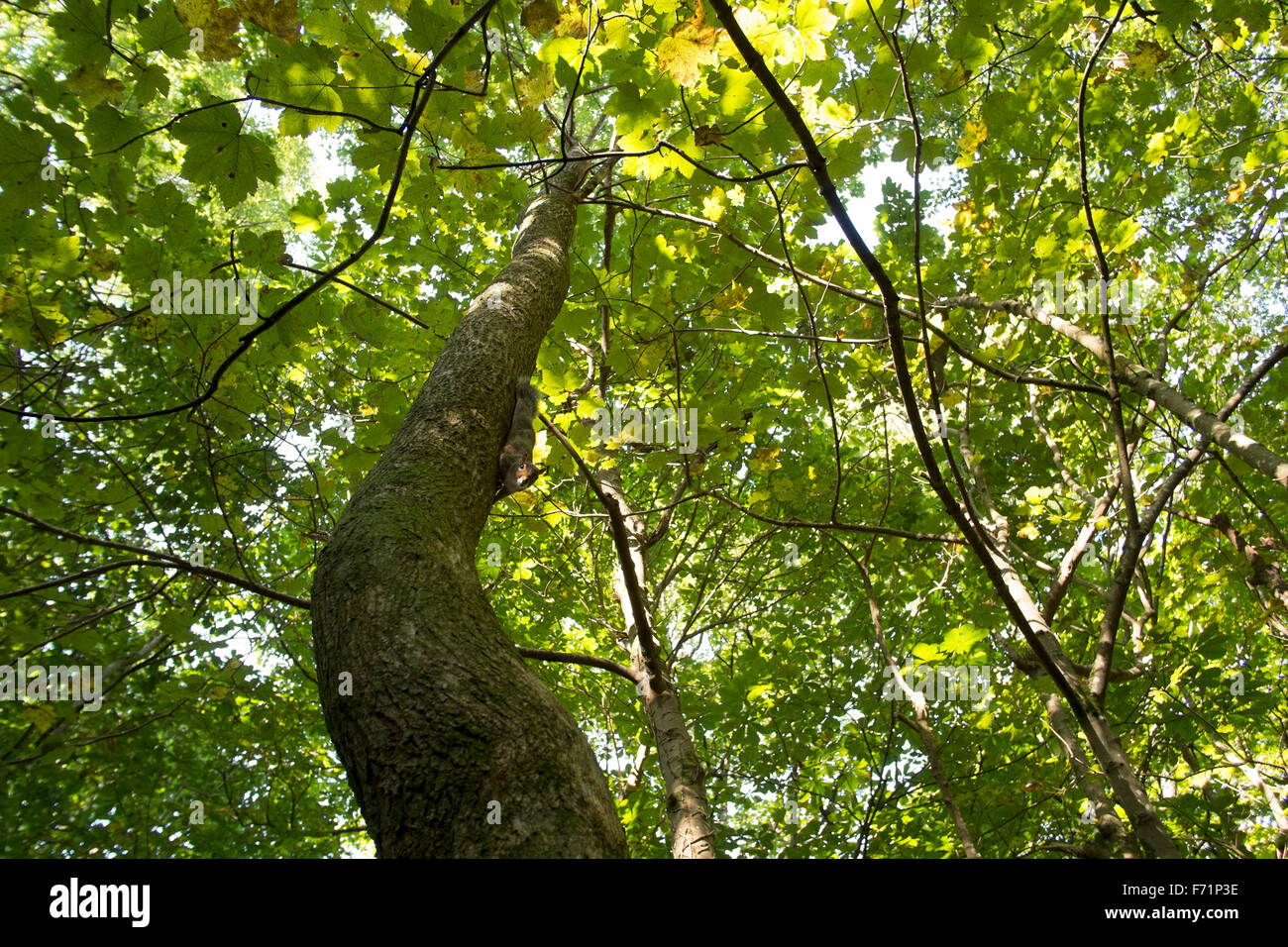 Looking up into tree canopy hi-res stock photography and images - Alamy